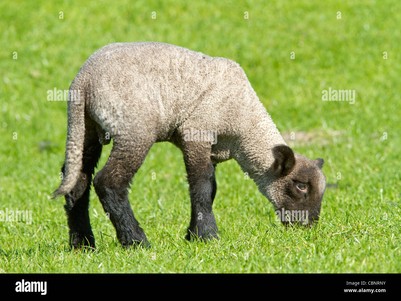 Ovis ovino hi-res stock photography and images - Alamy