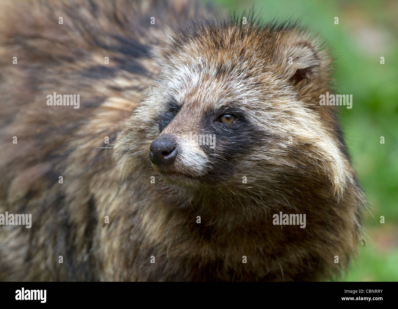 Raccoon dog (Nyctereutes procyonoides Stock Photo - Alamy