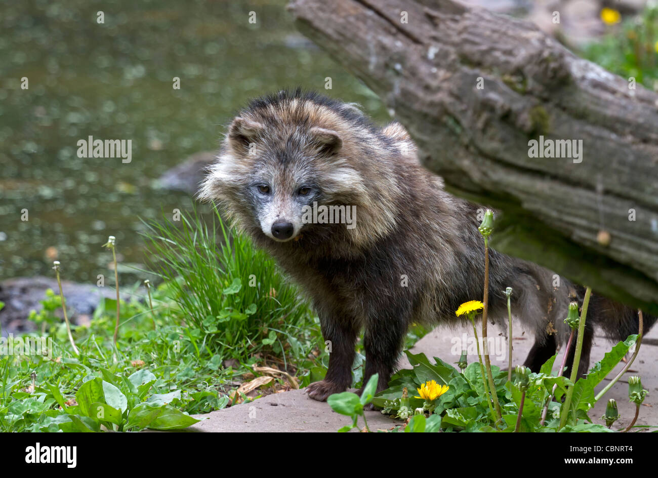 Marderhund enok animal hi-res stock photography and images - Alamy