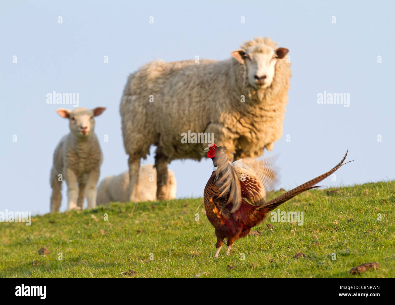 Common Pheasant with sheep (Phasianus colchicus Stock Photo - Alamy