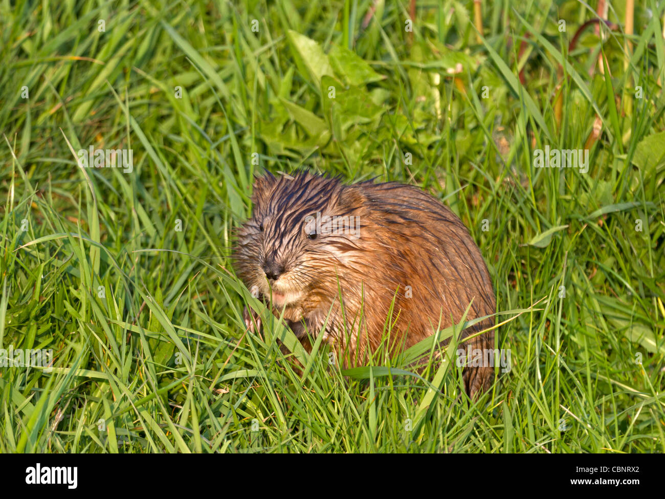 Brown rat (Rattus norvegicus Stock Photo - Alamy