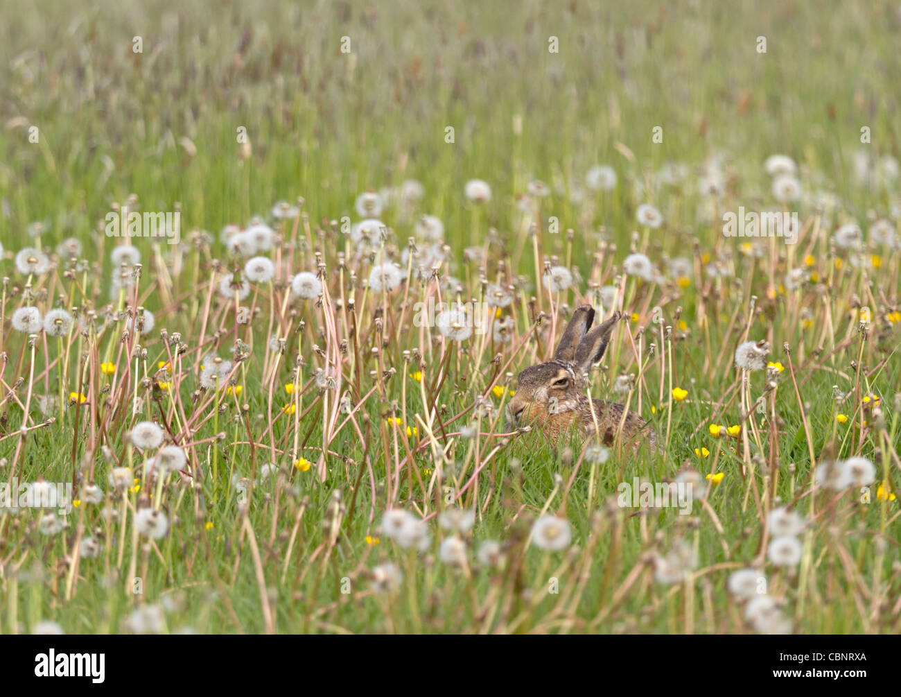 Wild hare flowers hi-res stock photography and images - Alamy