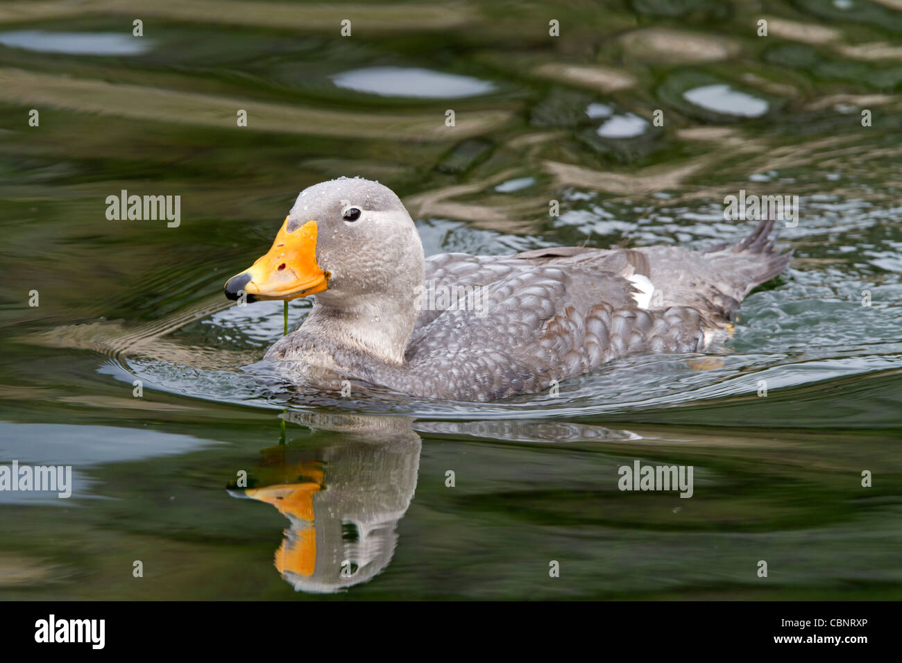 Tachyeres pteneres hi-res stock photography and images - Alamy