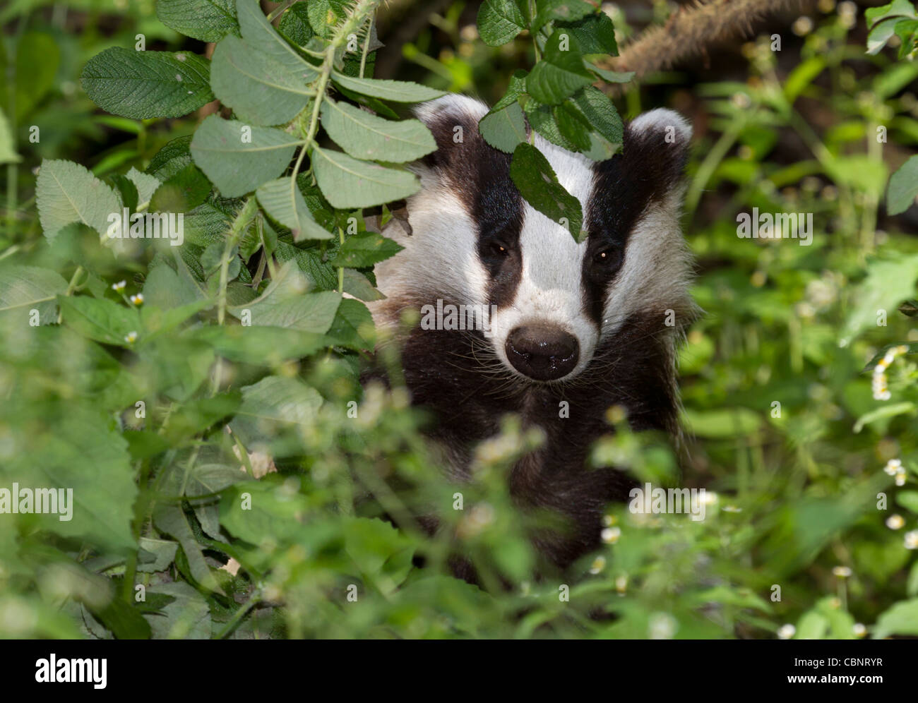 European badger (Meles meles Stock Photo - Alamy