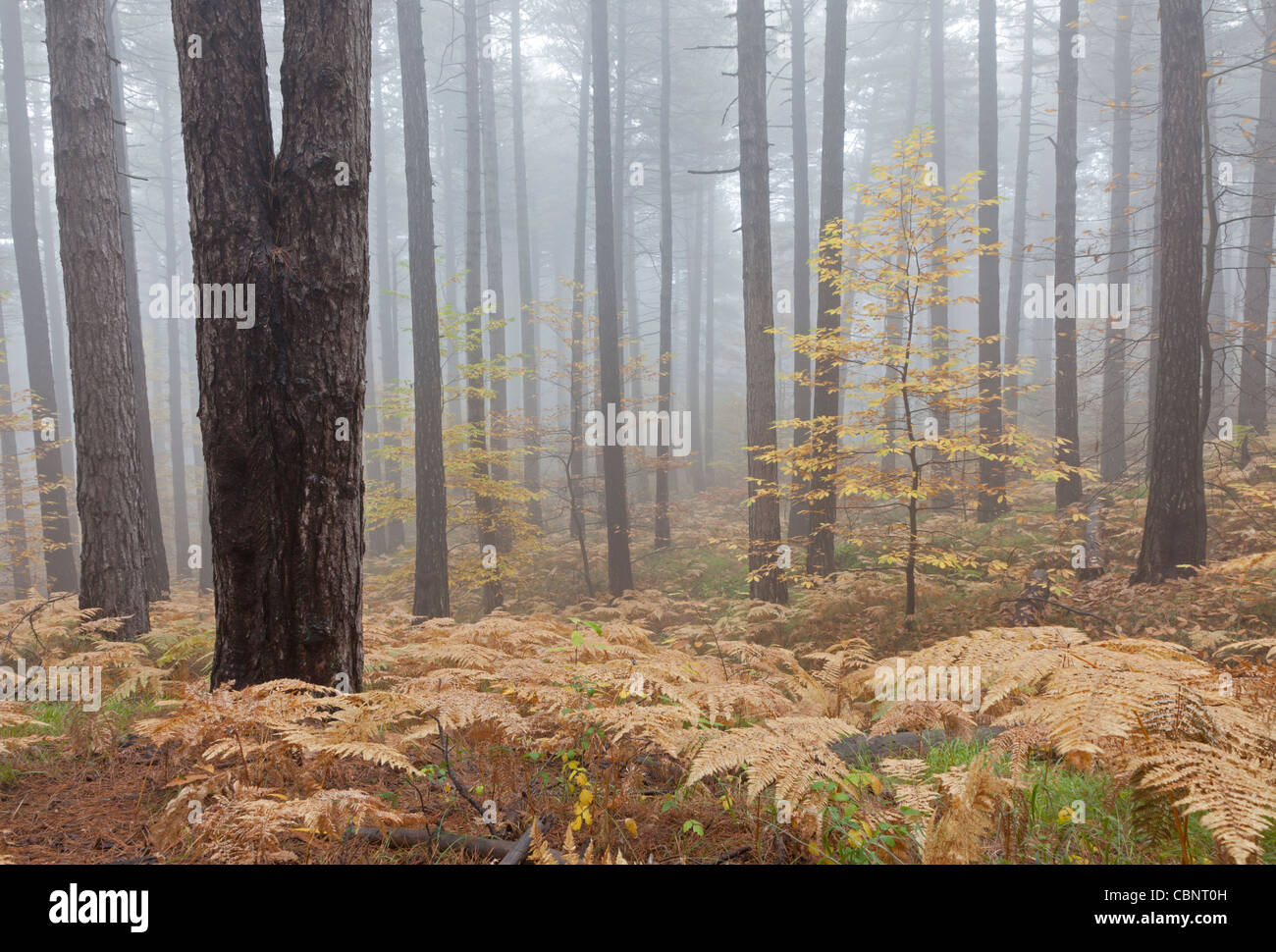 Forest with fog Stock Photo - Alamy