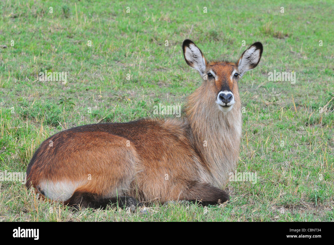 Waterbuck, Masai Mara Stock Photo - Alamy