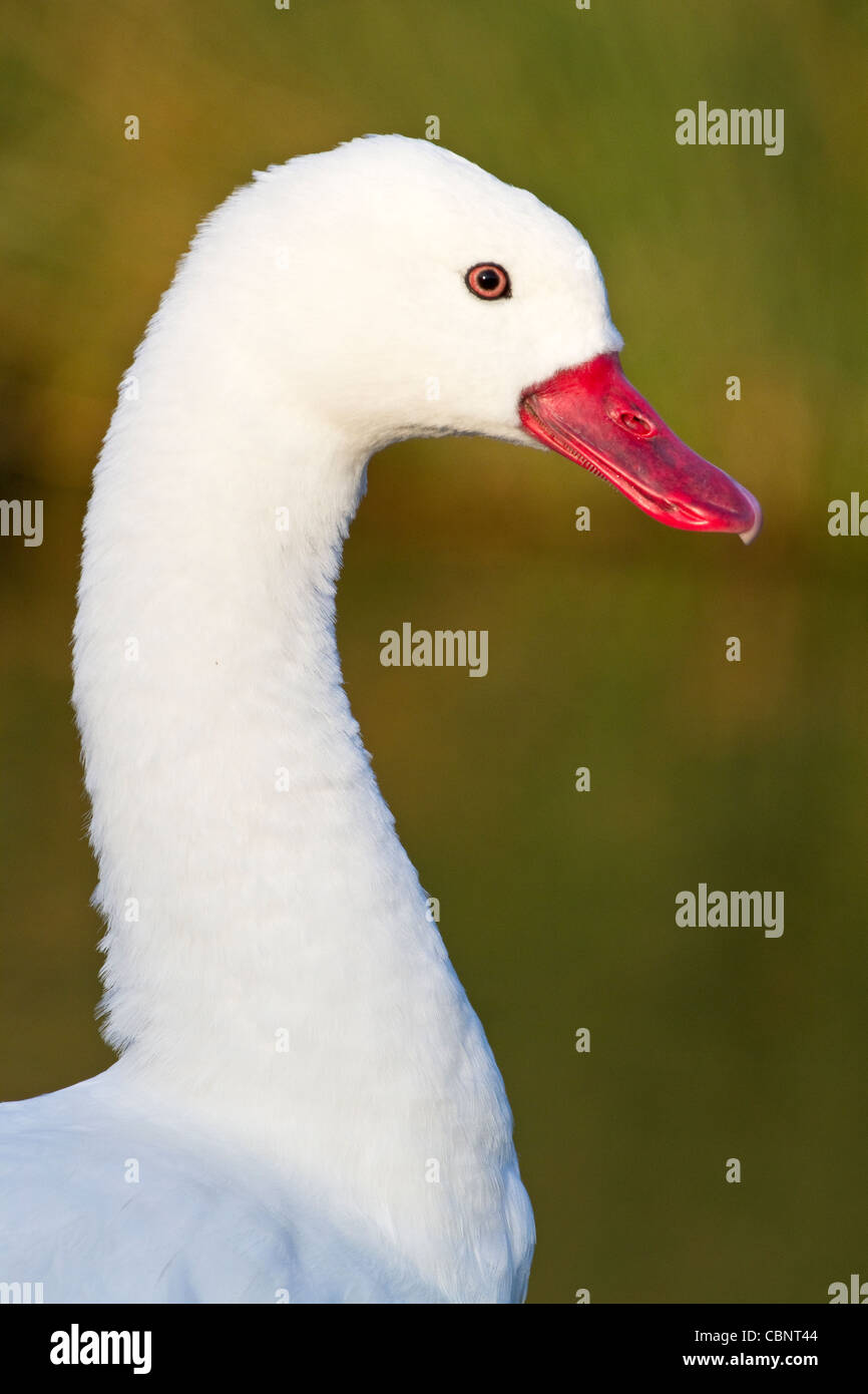 Coscoroba hi-res stock photography and images - Alamy