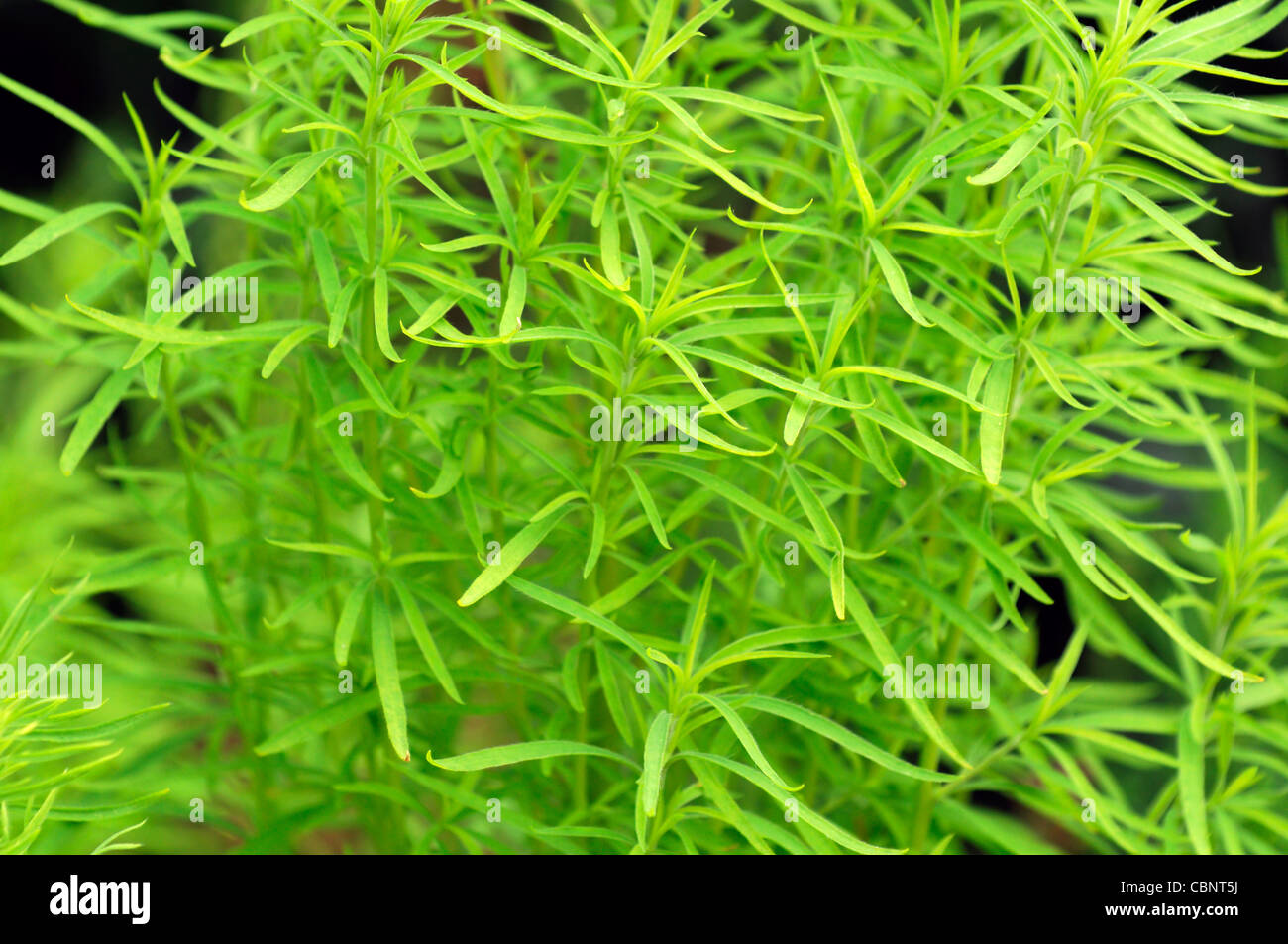 Kochia scoparia tricophylla Summer cypress Burning Bush fast growing ...