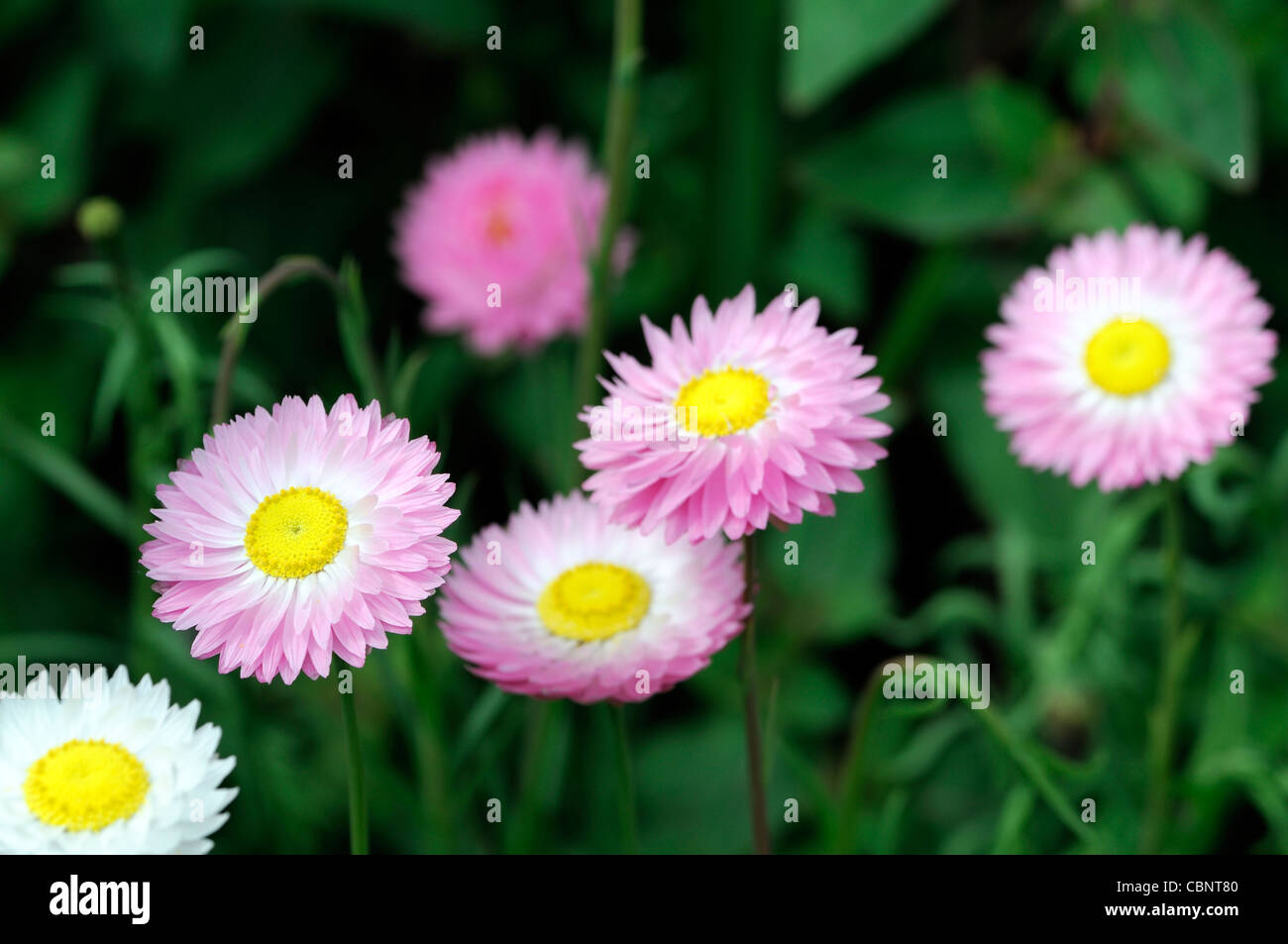 Acroclinium Grandiflorum Mixed Starflower annual plant flower bloom ...