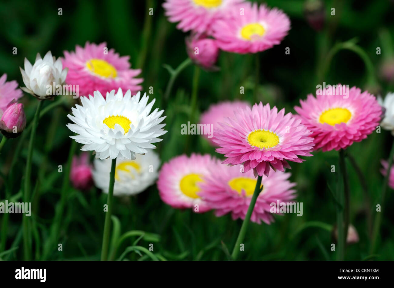 Acroclinium Grandiflorum Mixed Starflower annual plant flower bloom ...