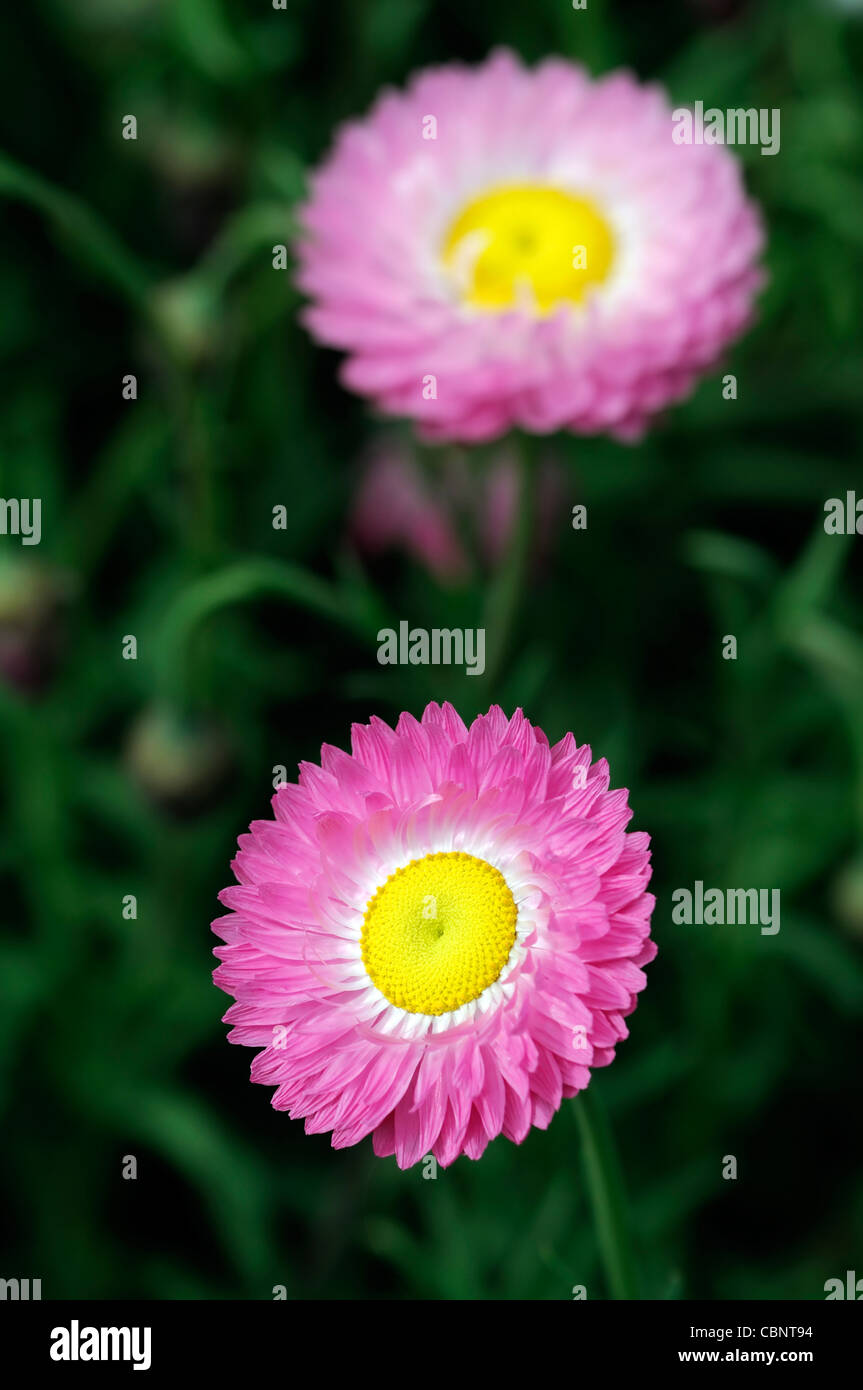 Acroclinium Grandiflorum Mixed Starflower annual plant flower bloom ...