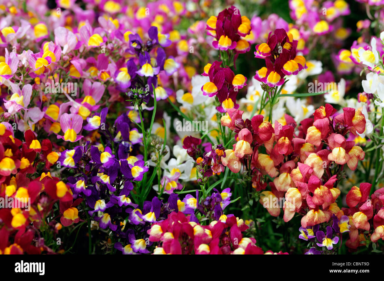 Linaria maroccana fantasy mix Delicate dwarf Bright bi-coloured flowers ...