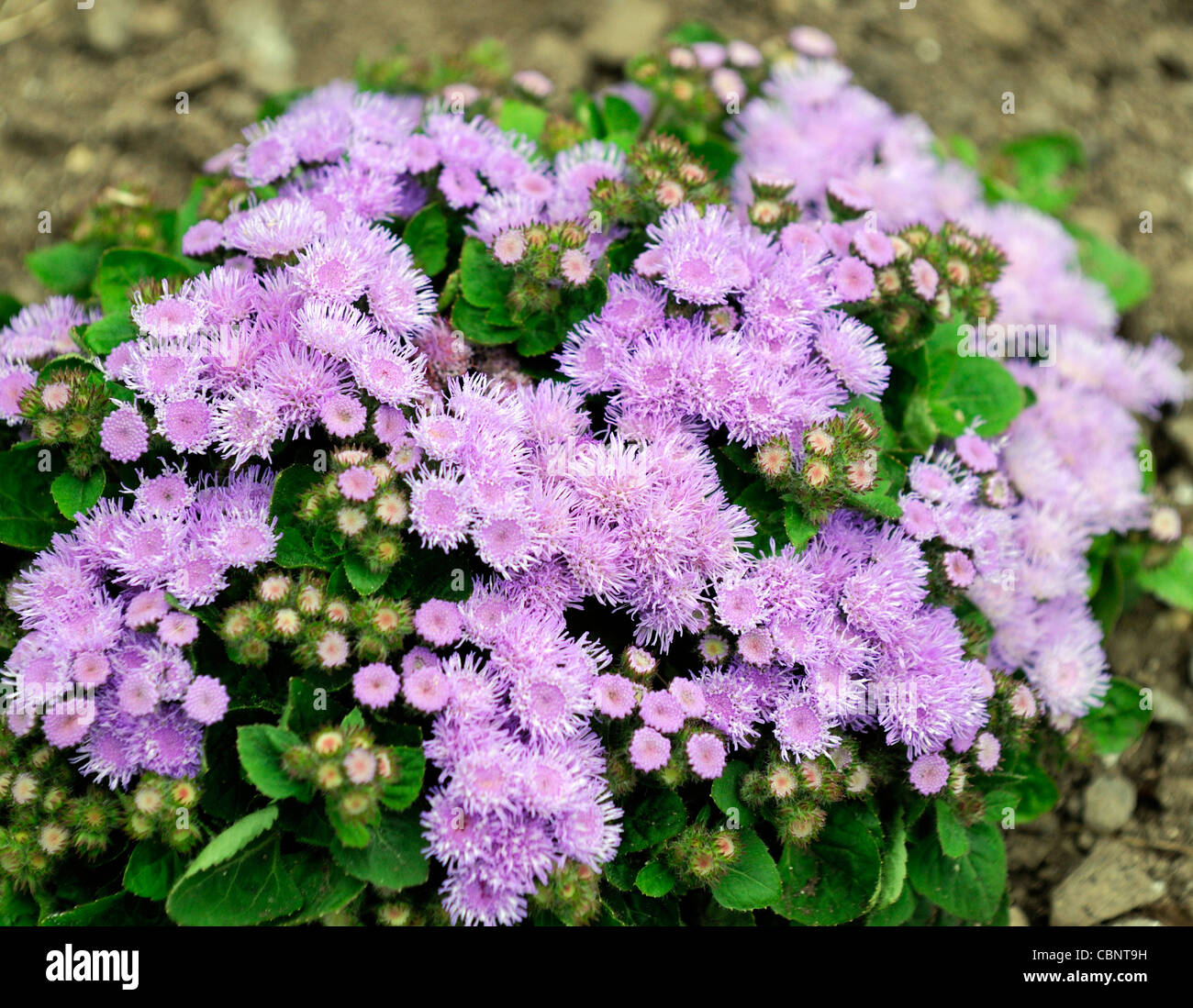 Bermuda flowers hi-res stock photography and images - Alamy