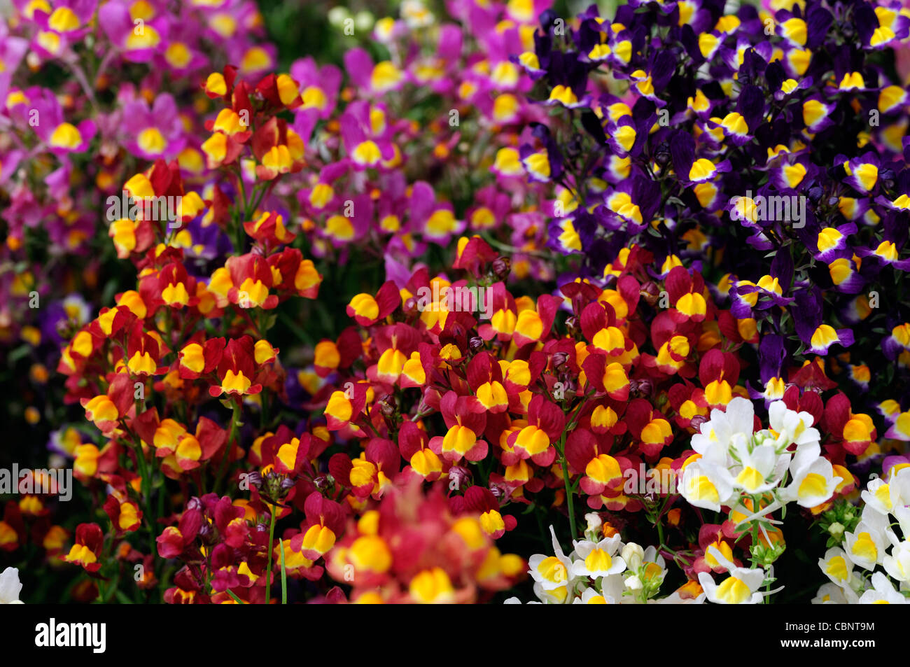 Linaria maroccana fantasy mix Delicate dwarf Bright bi-coloured flowers ...