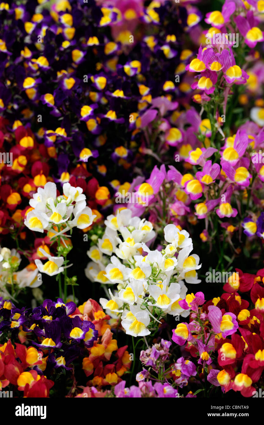 Linaria maroccana fantasy mix Delicate dwarf Bright bi-coloured flowers ...