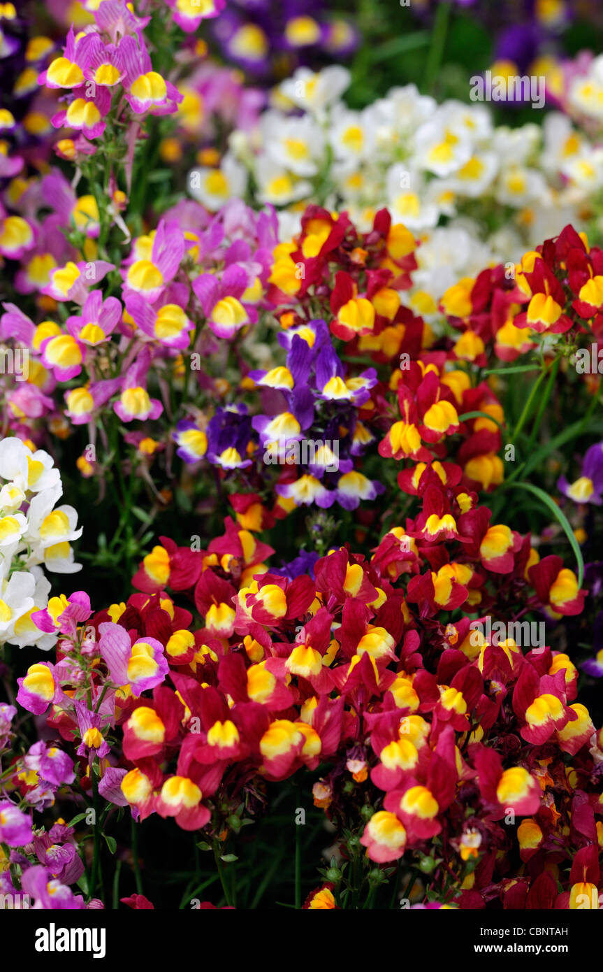 Linaria maroccana fantasy mix Delicate dwarf Bright bi-coloured flowers ...