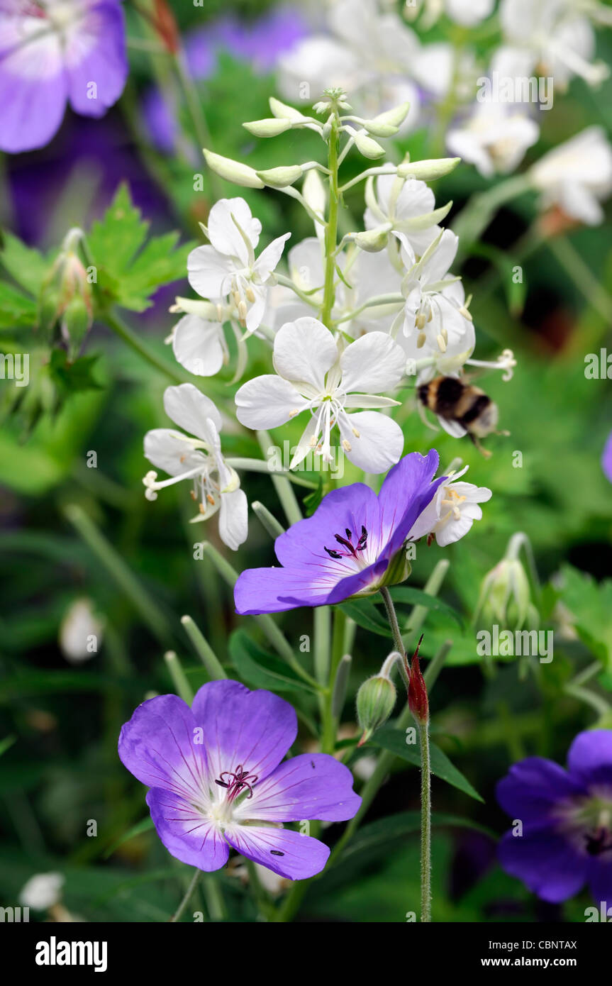 Albino fireweed hi-res stock photography and images - Alamy