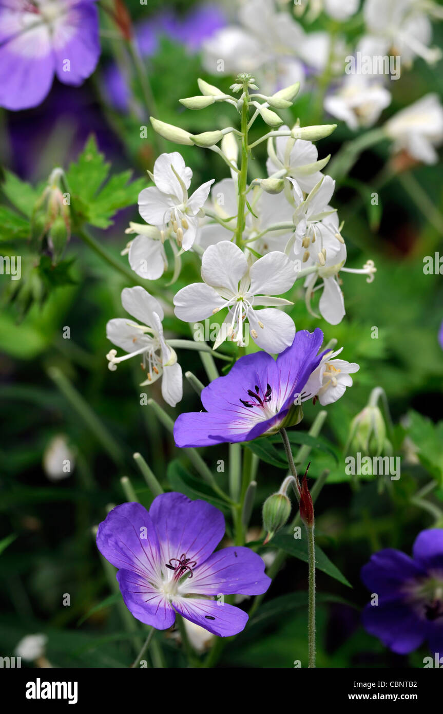 albino fireweed rosebay willowherb Epilobium angustifolium geranium ...