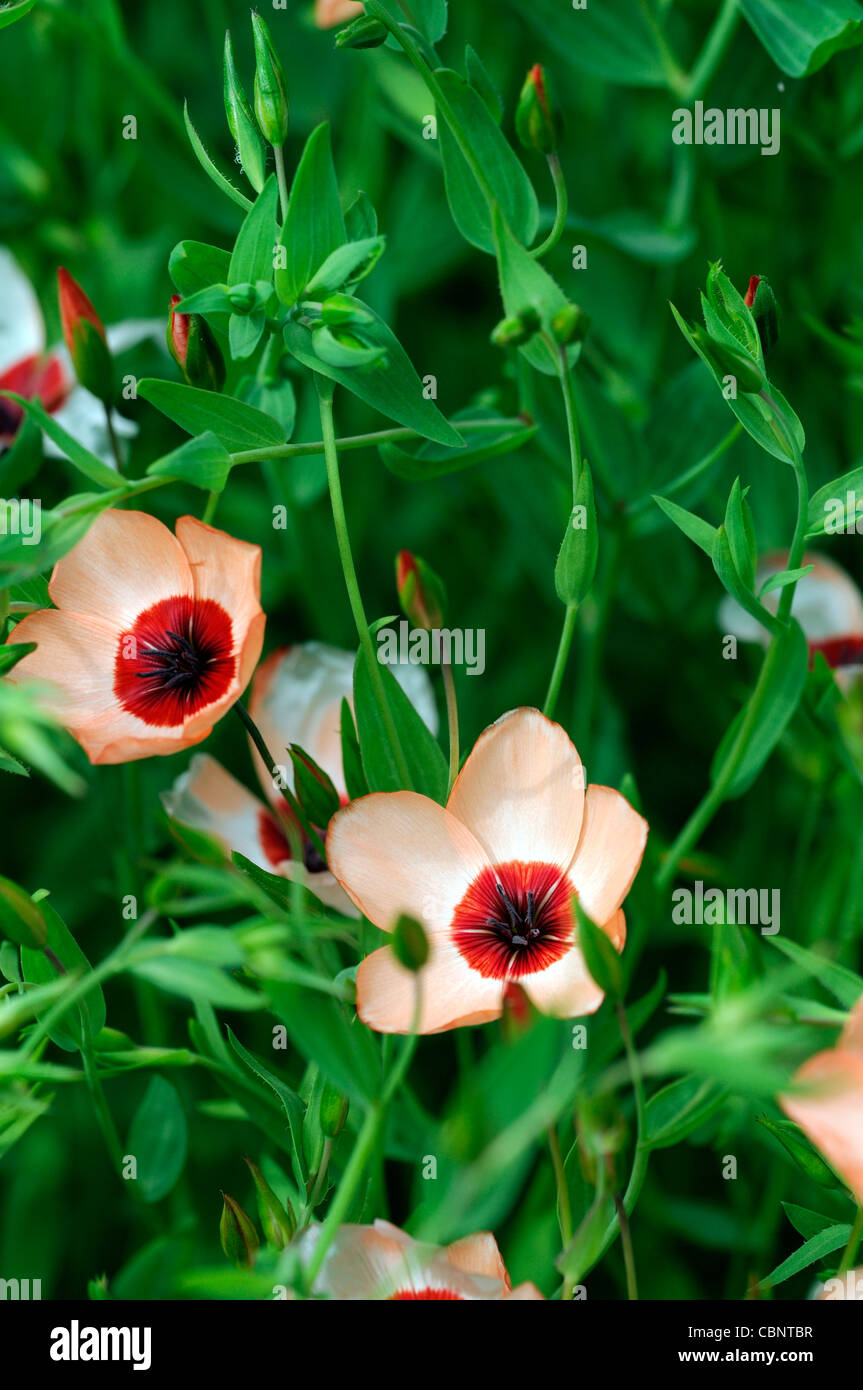 linum grandiflorum charmer salmon flowers flowering perennials blooms ...
