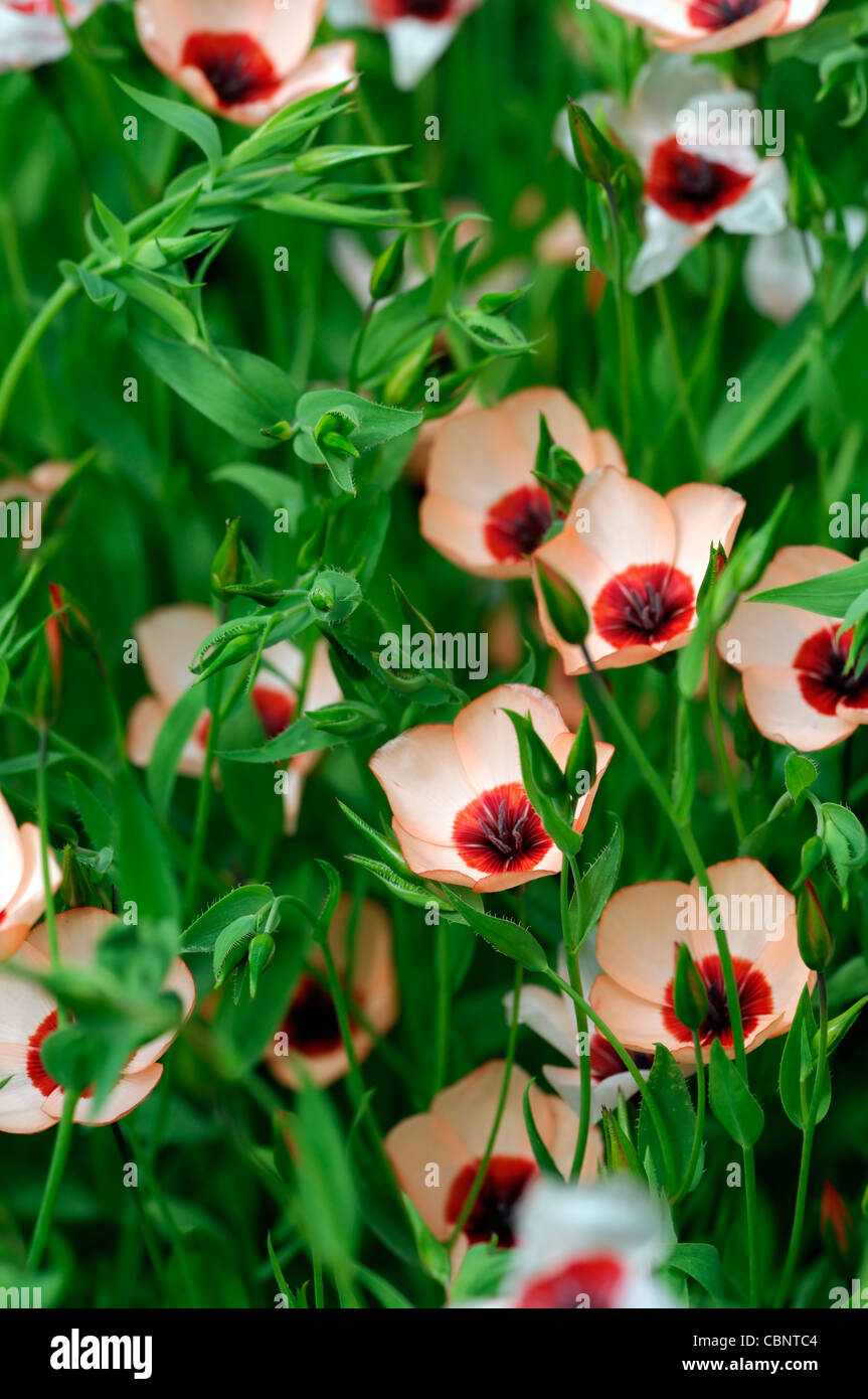 linum grandiflorum charmer salmon flowers flowering perennials blooms ...