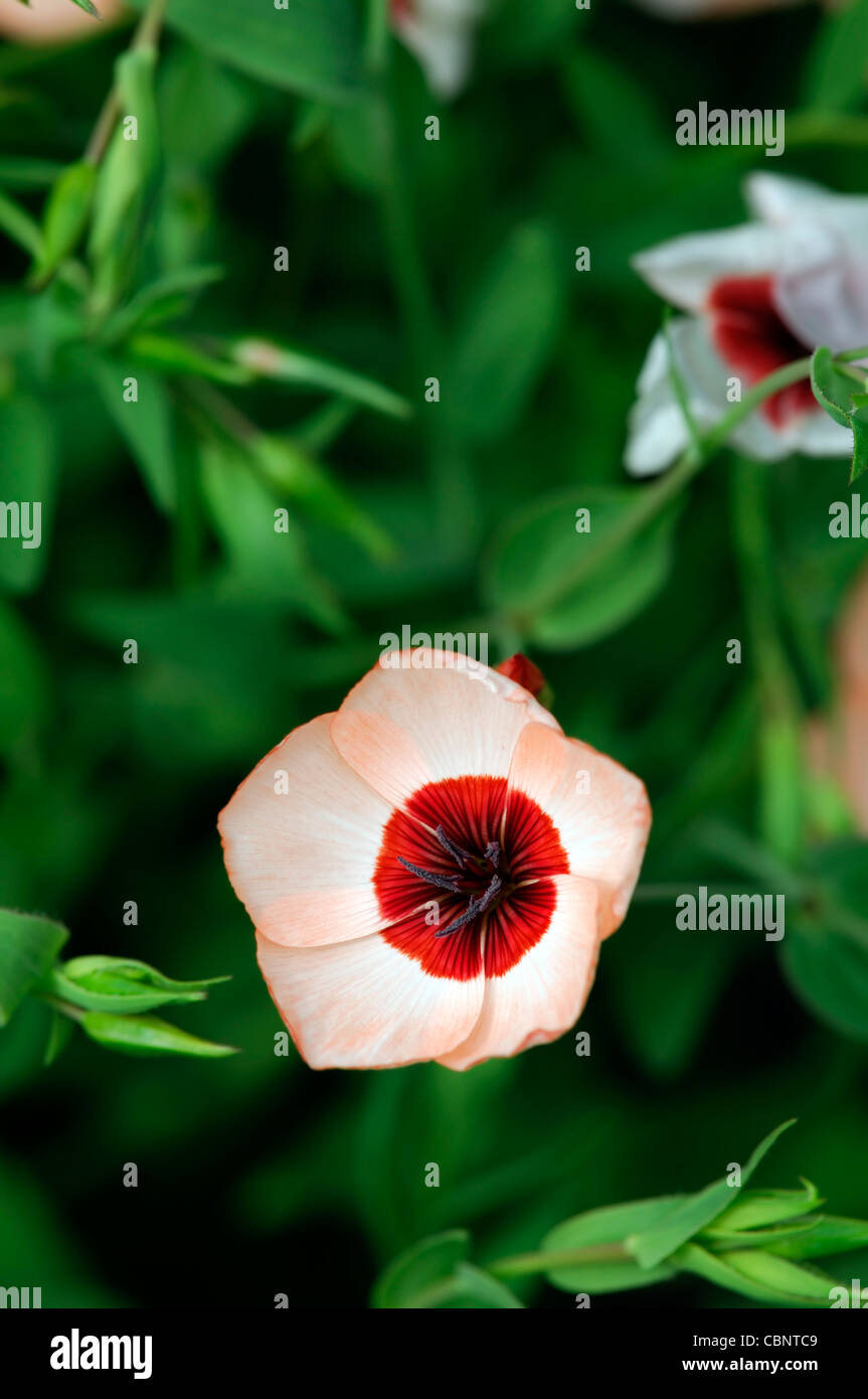 linum grandiflorum charmer salmon flowers flowering perennials blooms ...