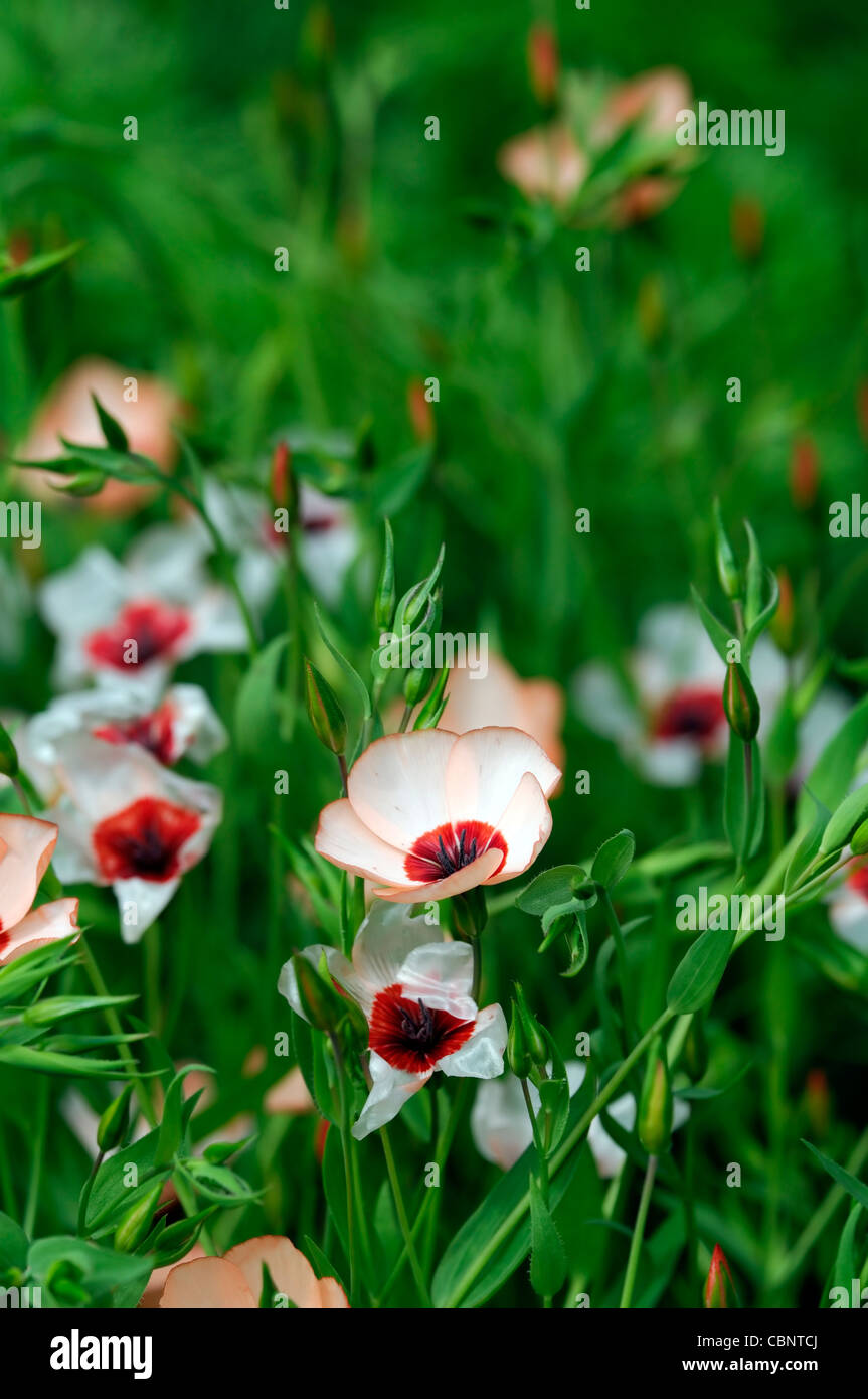 Linum grandiflorum hi-res stock photography and images - Alamy