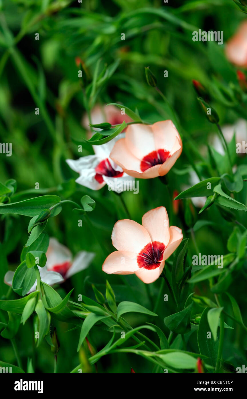 linum grandiflorum charmer salmon flowers flowering perennials blooms ...