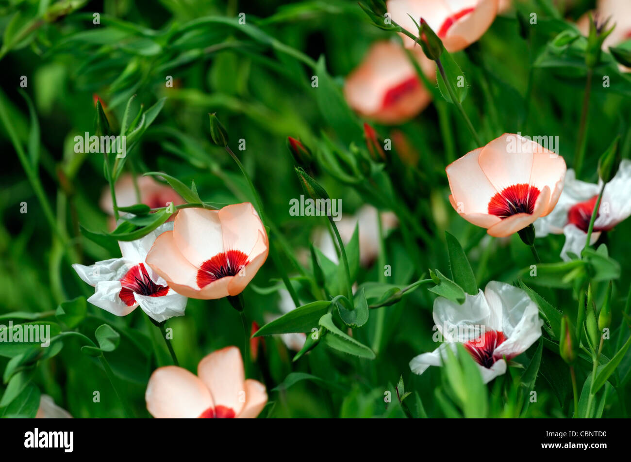 linum grandiflorum charmer salmon flowers flowering perennials blooms ...