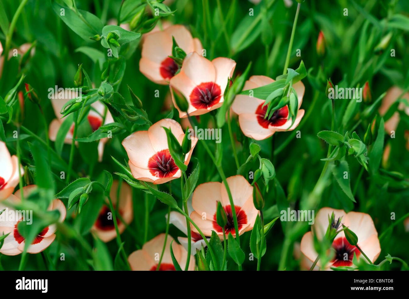 linum grandiflorum charmer salmon flowers flowering perennials blooms ...