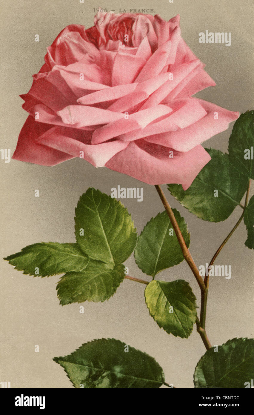 Single Pink Rose Stock Photo - Alamy