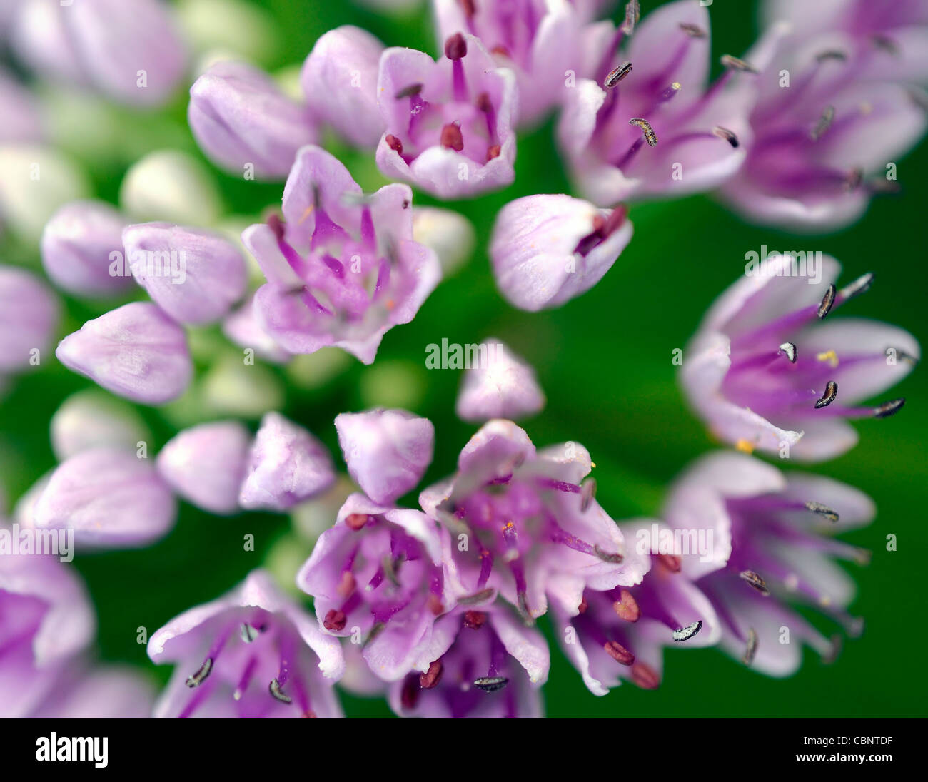 Allium angulosum mouse garlic hi-res stock photography and images - Alamy