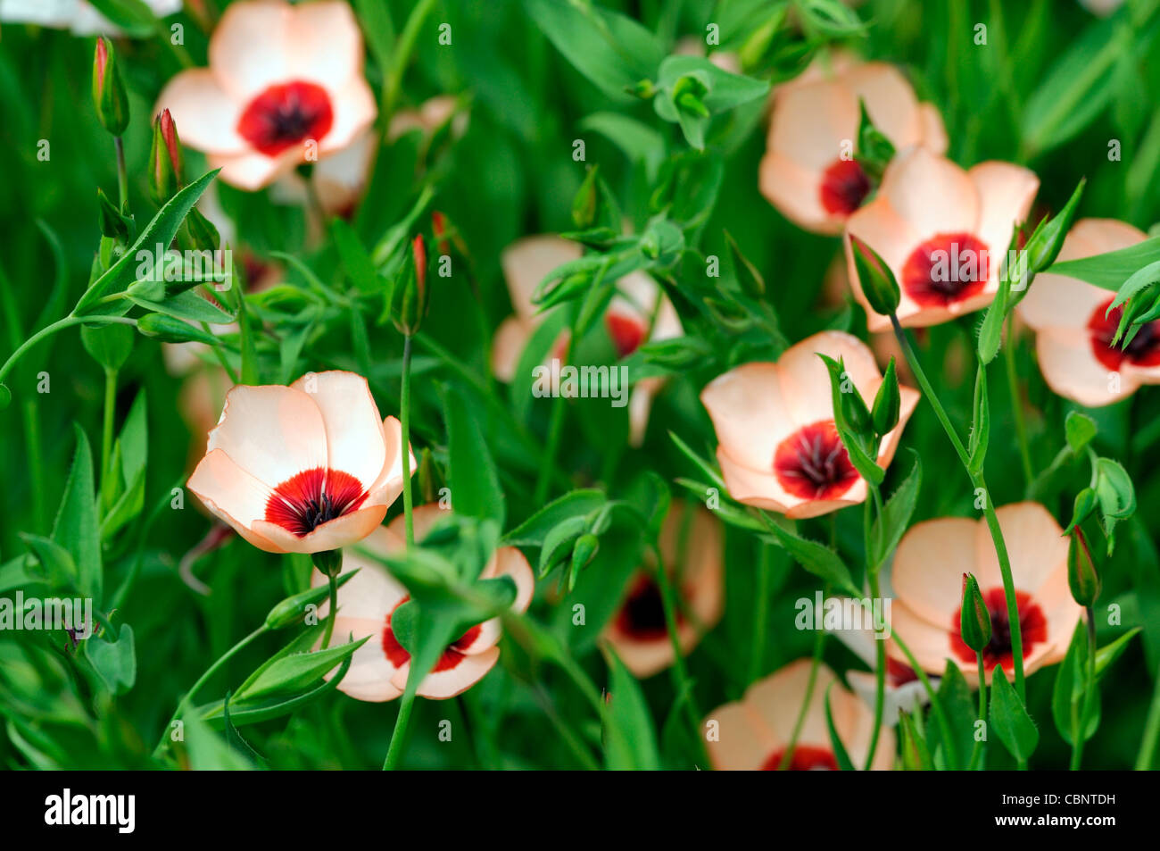 linum grandiflorum charmer salmon flowers flowering perennials blooms ...