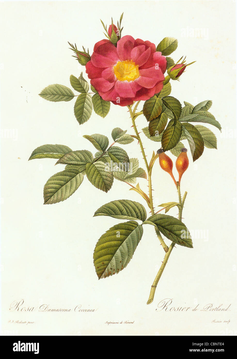 Portland rose illustration hi-res stock photography and images - Alamy