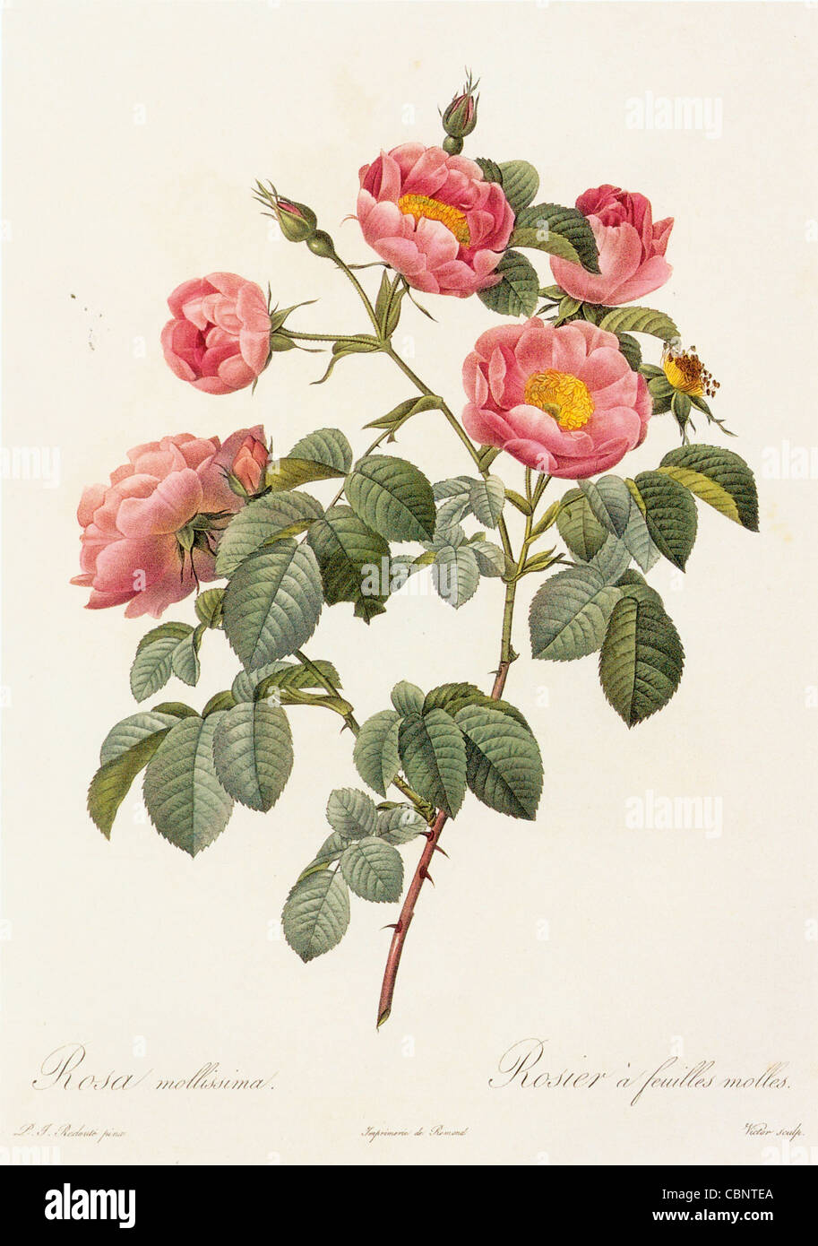 Branch of Pink Roses Stock Photo - Alamy