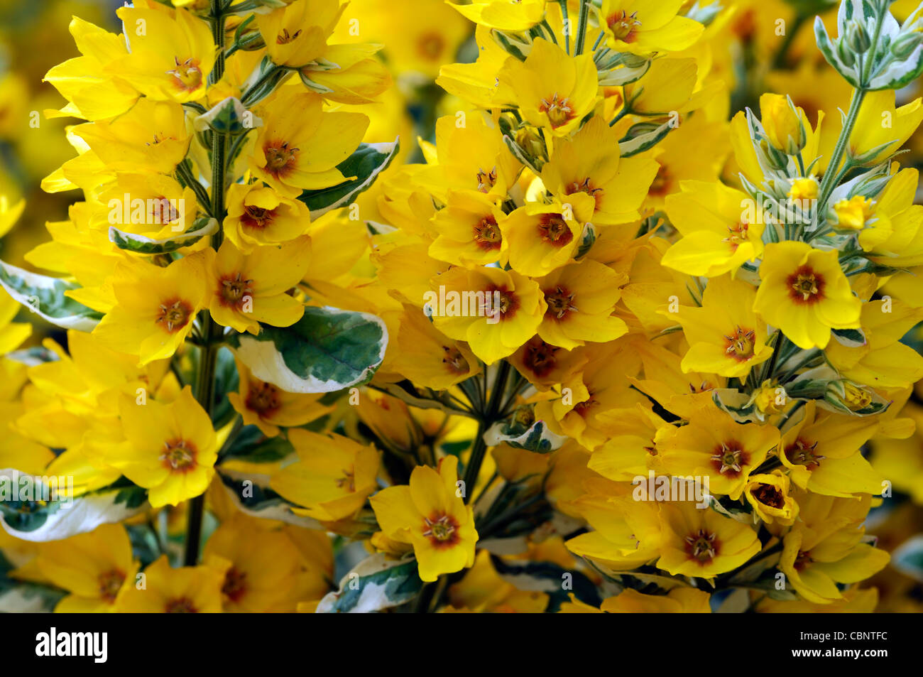 lysimachia punctata alexander perennial yellow flower bloom blossom ...