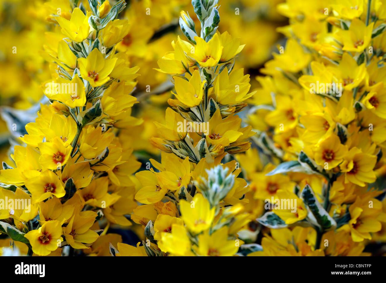 lysimachia punctata alexander perennial yellow flower bloom blossom ...