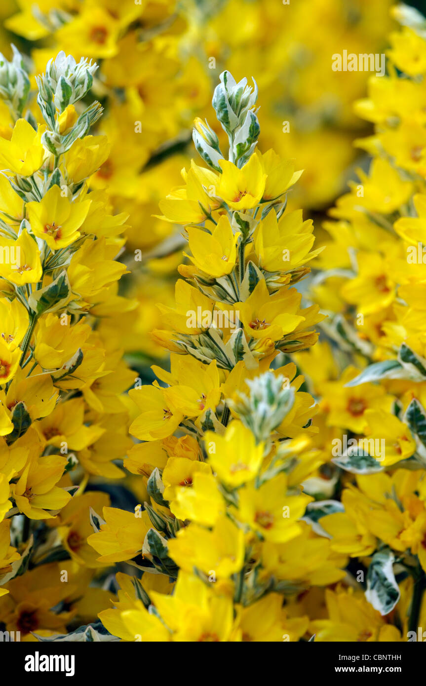 lysimachia punctata alexander perennial yellow flower bloom blossom ...