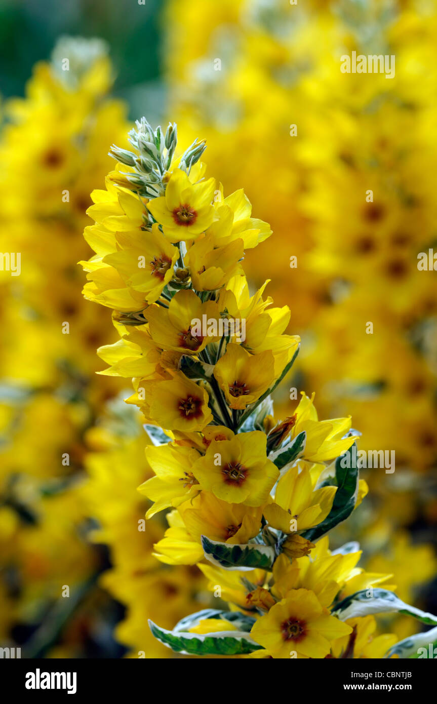 lysimachia punctata alexander perennial yellow flower bloom blossom ...