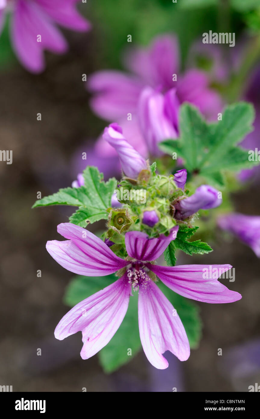 Dwarf Mallow Malva pusilla Malva rotundifolia annual purple flowers ...