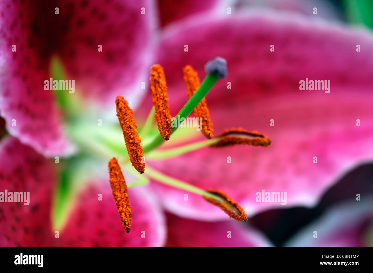 Stargazer lily hi-res stock photography and images - Alamy