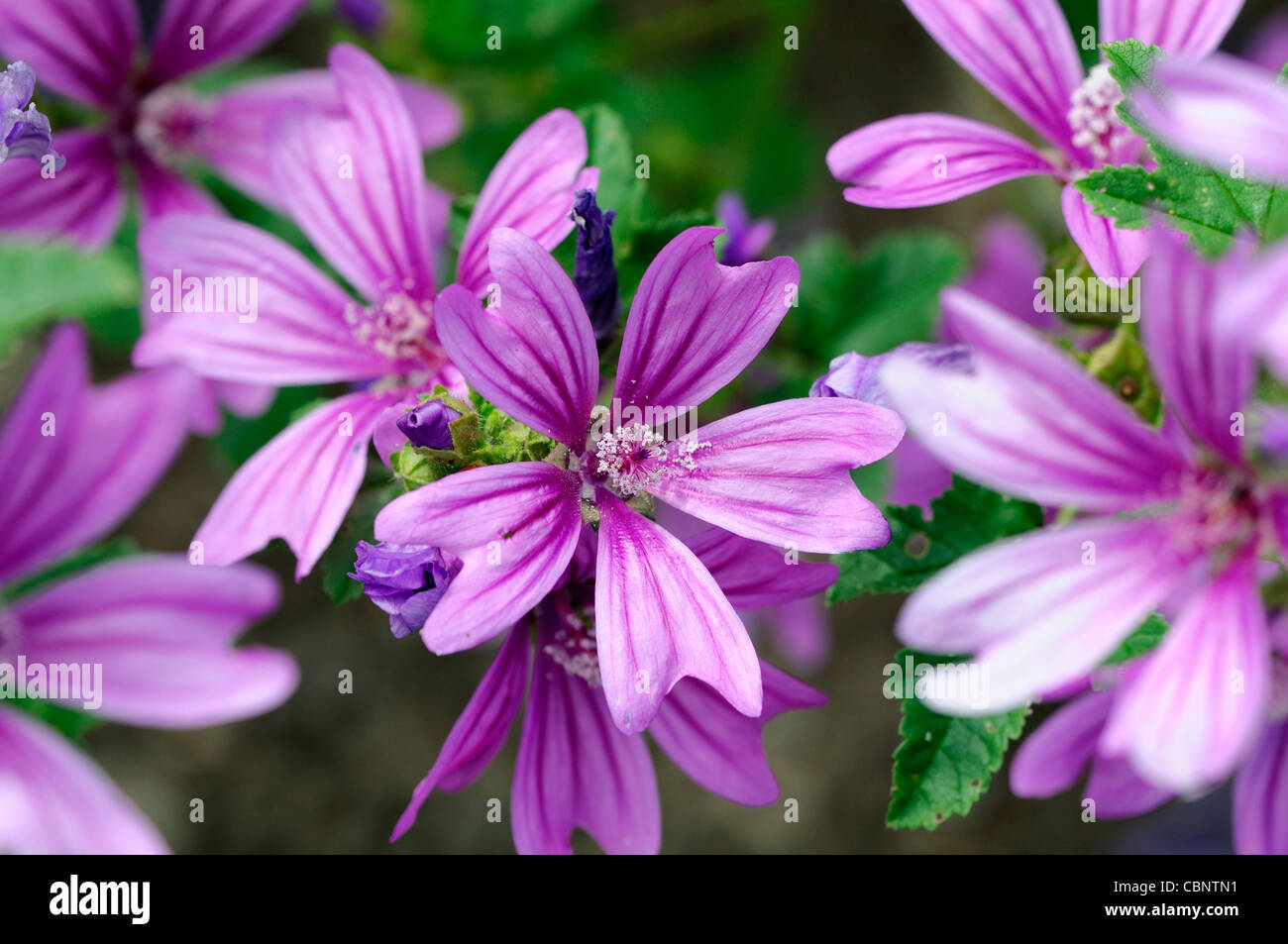 Dwarf Mallow Malva pusilla Malva rotundifolia annual purple flowers ...
