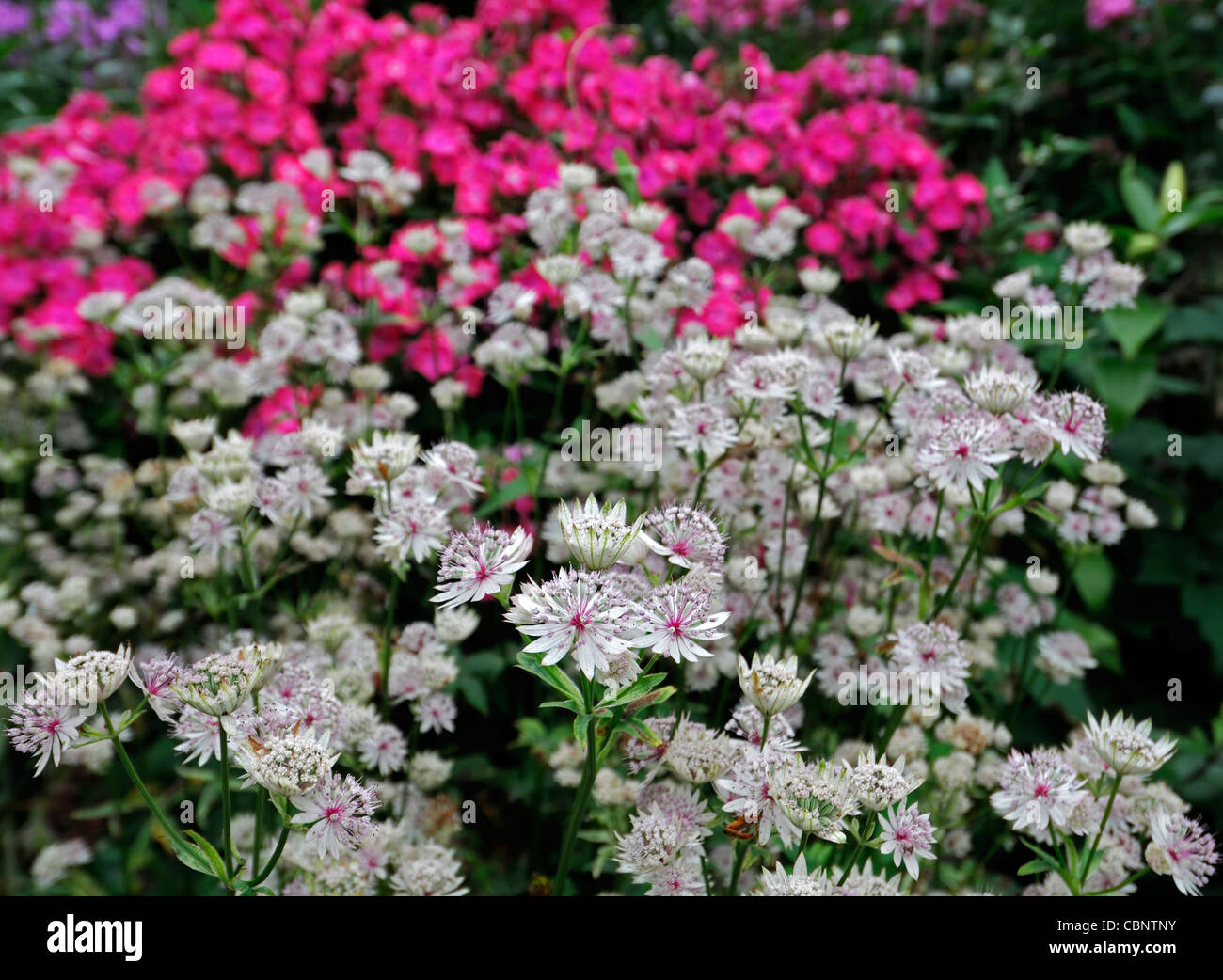 white Astrantia major Rosa lee and pink phlox complement complementary ...