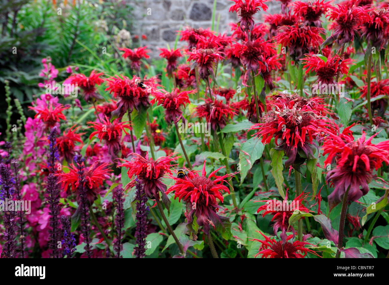 monarda cambridge bergamot red flower scarlet summer closeup plant ...