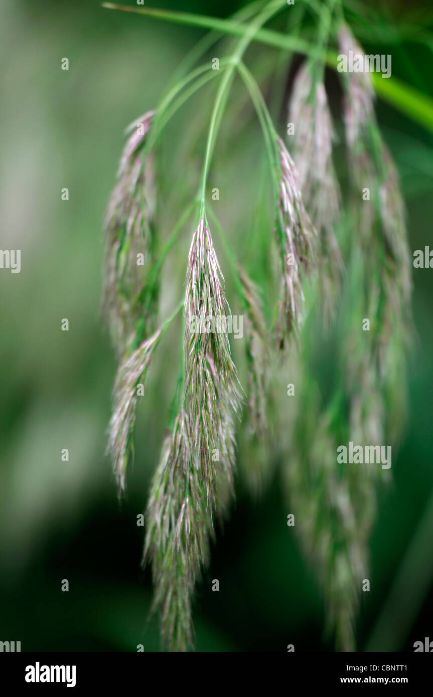 Calamagrostis emodensis hi-res stock photography and images - Alamy