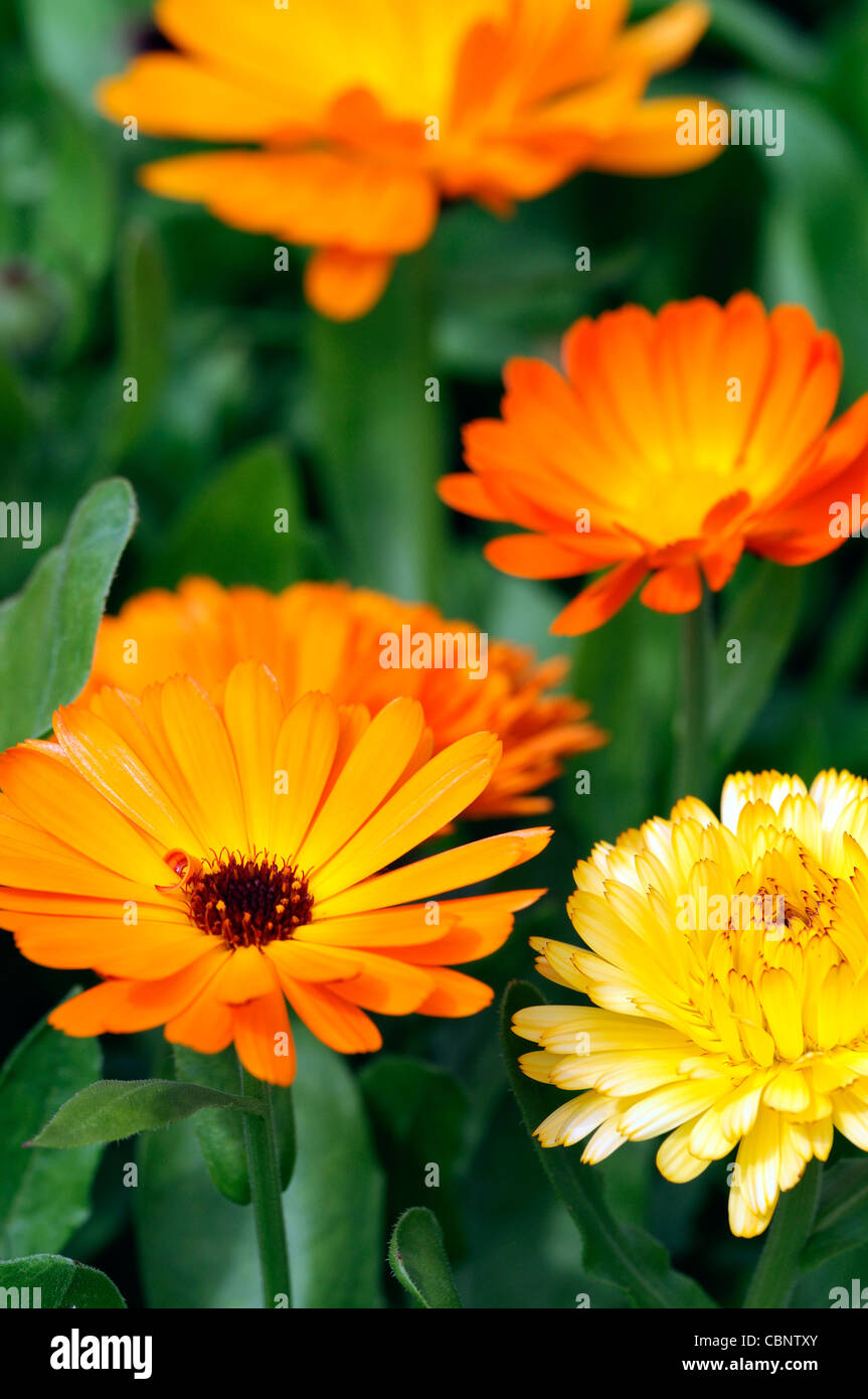 Calendula officinalis art shades mixed english pot marigold flowers ...