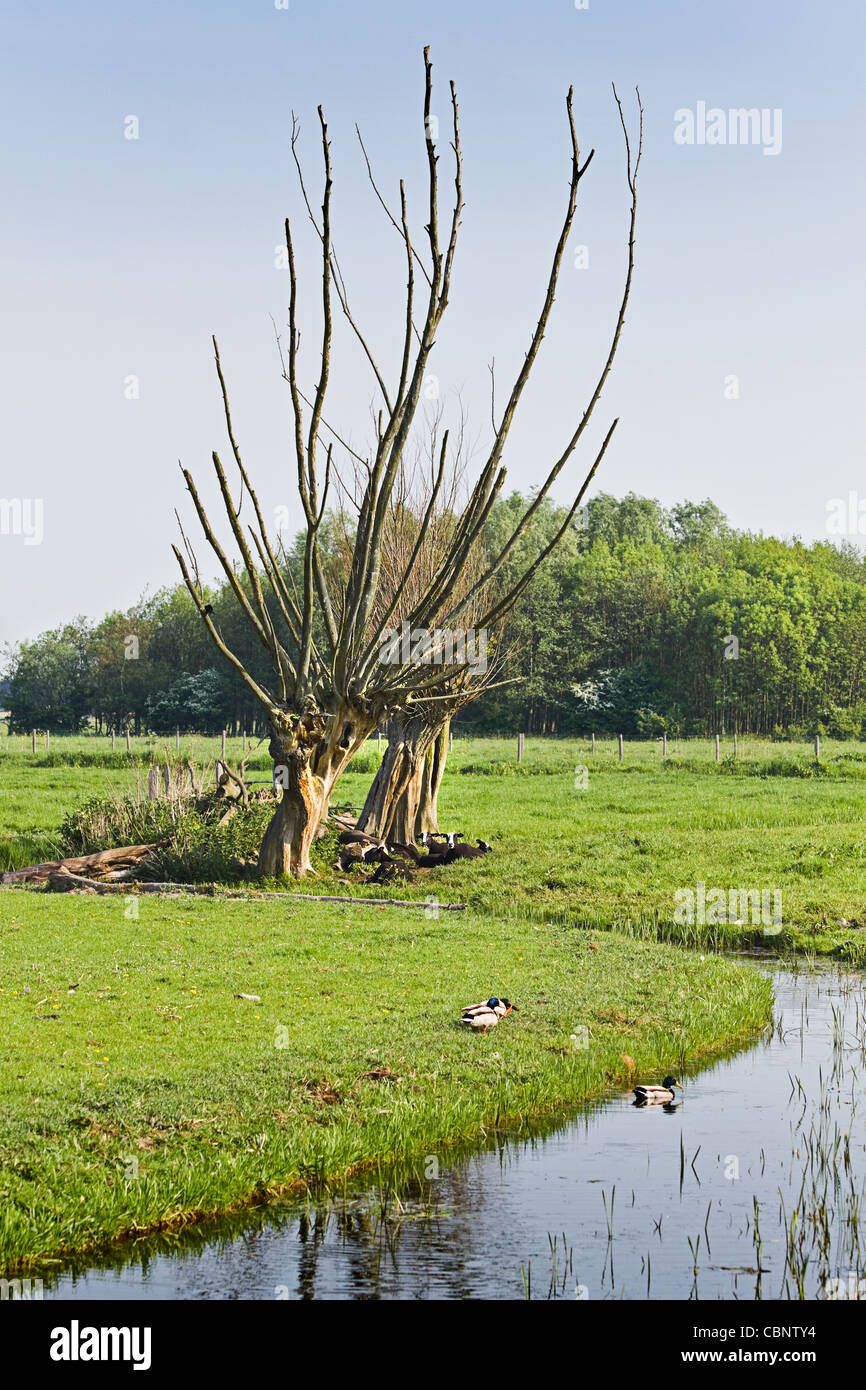 Old pollard-willows at the waterside in Dutch country landcape with ...