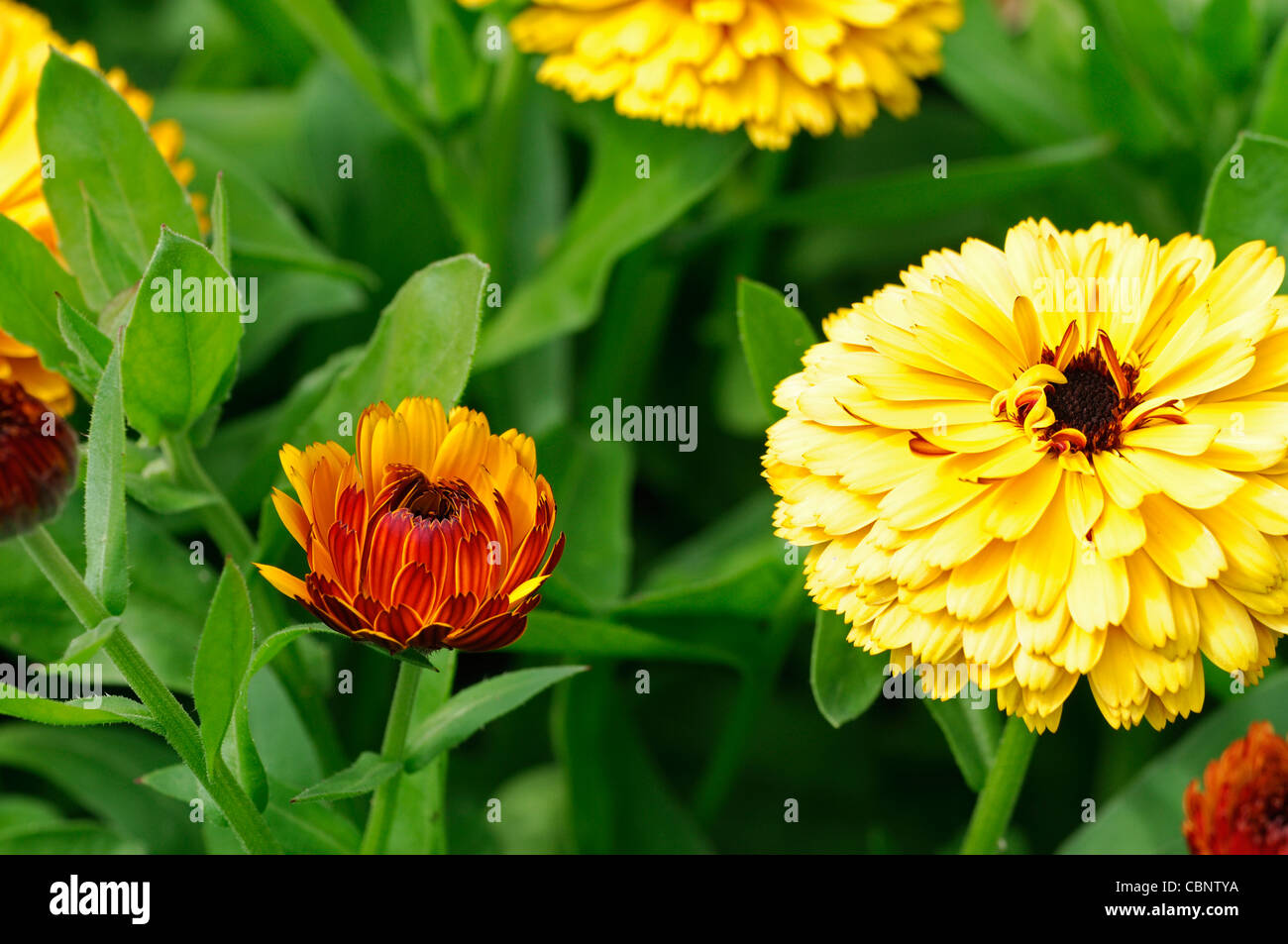 Calendula officinalis or english marigold hi-res stock photography and ...
