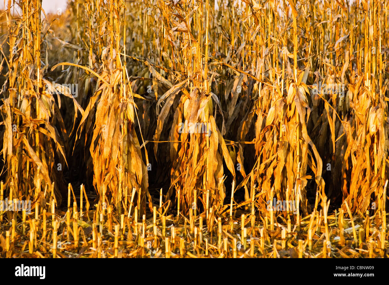 Rows of mature dry corn plants stand in rows ready for harvest Stock ...