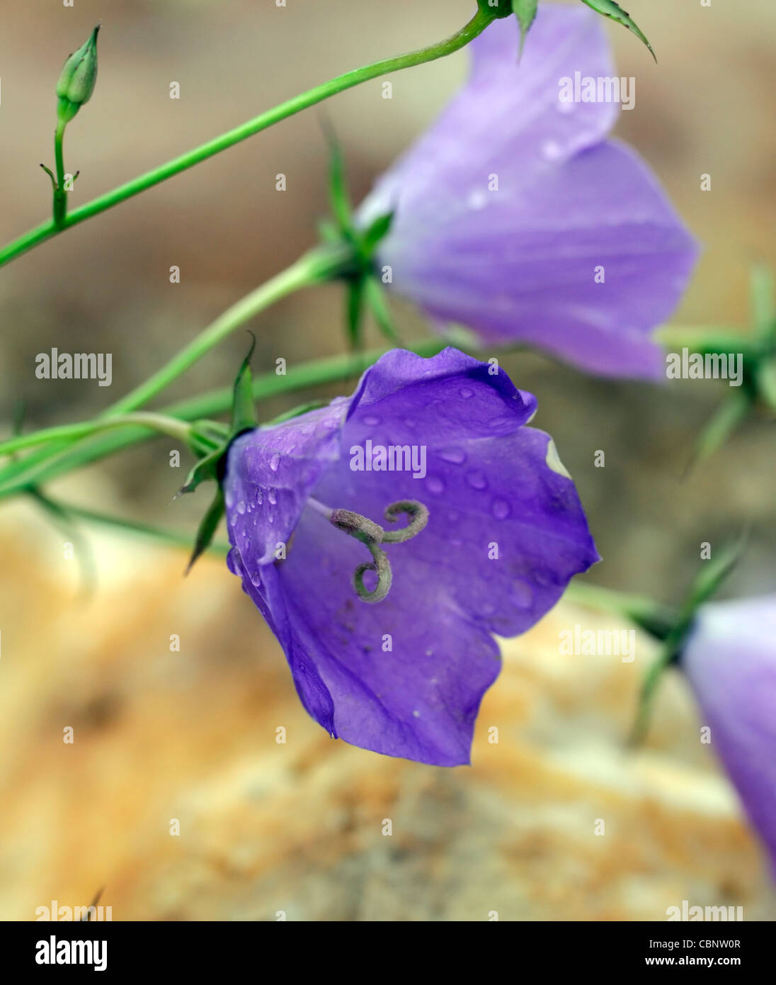 Campanula carpatica Light Blue Clips Carpathian Harebell bellflower ...