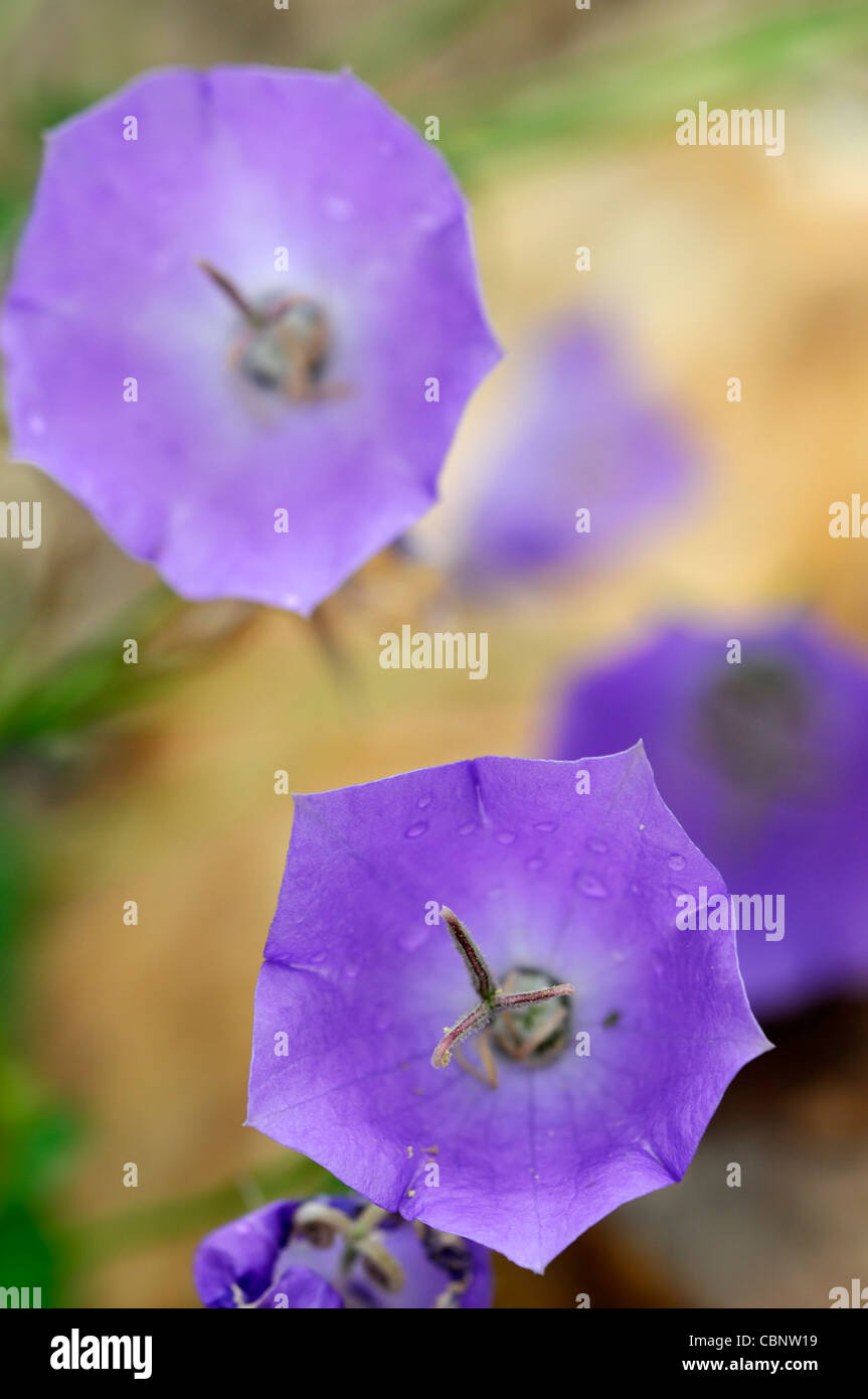 Campanula carpatica hi-res stock photography and images - Alamy